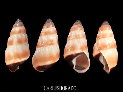 Achatinidae Allspira