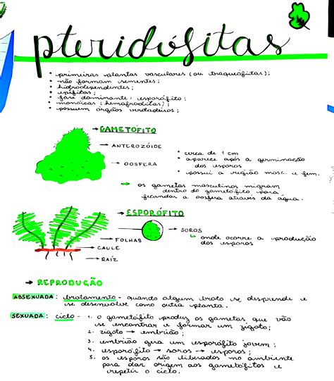 Mapa Mental Sobre PteridÓfitas Maps4study