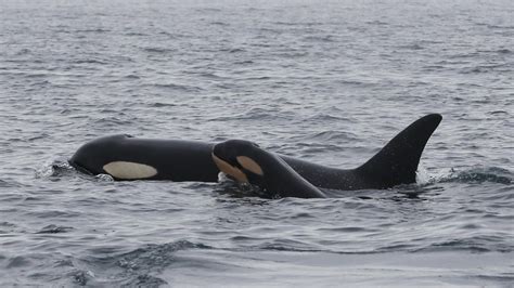 New J Pod Orca Calf Confirmed