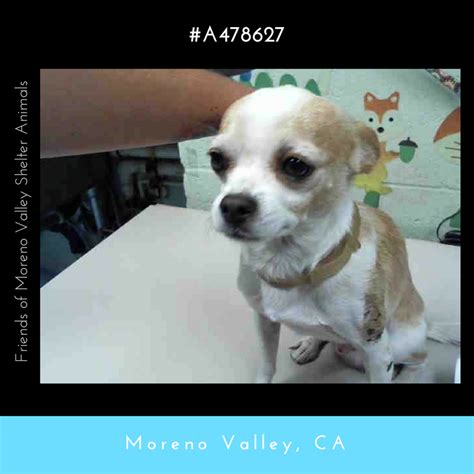 Friends ★ Returned To Owner ★ 10317 Giles A478627 Moreno Valley