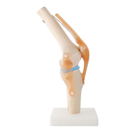 Buy Wsxka Skeleton Model With Ligaments 1 1 Size Human Knee Joint Simulation Model Anatomy