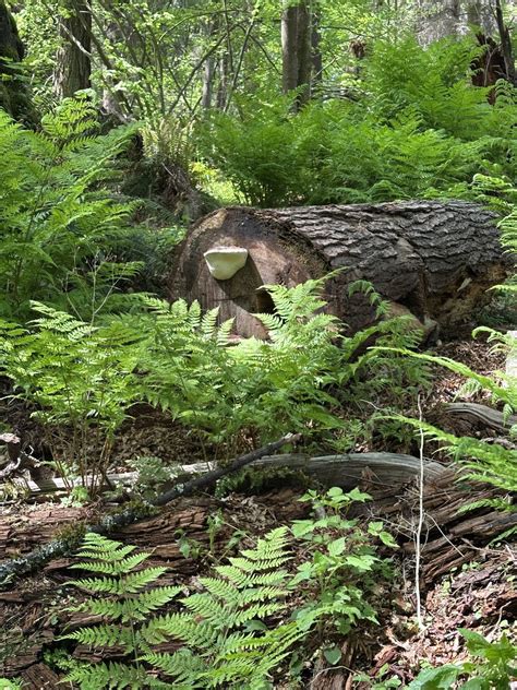 Assessments And Stages In The Mrp Process Gsj Graduate Handbook 2025 26