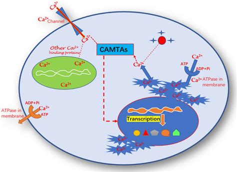 The Role Of Calmodulin Binding Transcription Activator In Plants Under Different Stressors