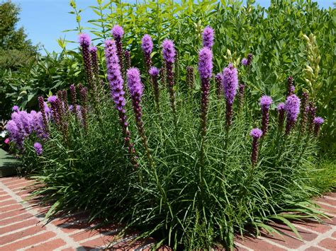 Liatris Spicata Purple — Pack Of 10 Garden Plants Online