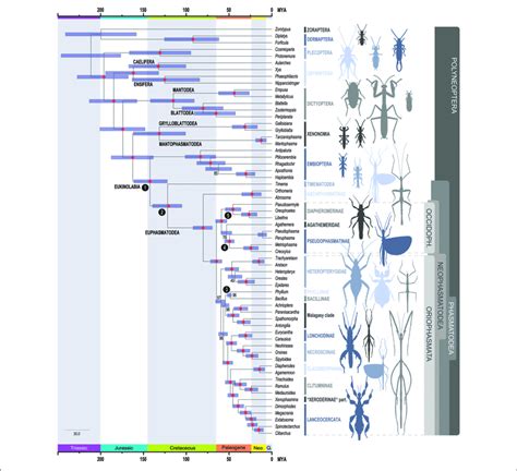 Time Calibrated Phylogeny Of Phasmatodea Inferred Phylogenetic Download Scientific Diagram