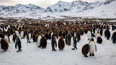 Emperor Penguin Habitat
