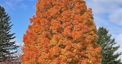 This Ridiculously Vivid Tree I Took A Picture Of In Rushford Mn Today Album On Imgur