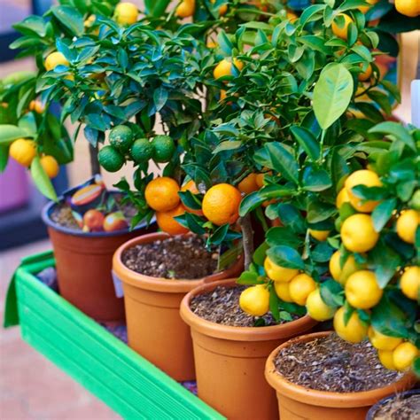 Best Dwarf Trees For Containers Conifers In Containers