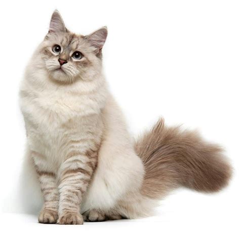 Siberian Profile Find Paw Pal