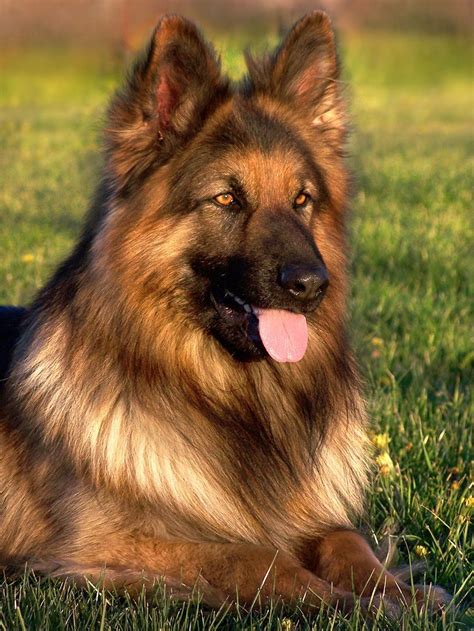 German Shepherd Rottweiler Mix Breed Traits Care And Activity Needs German Shepherd Breeds