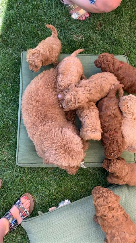 Mini Golden Doodle And Cavapoo Puppies Artofit