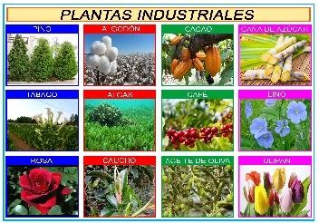 Las Plantas Industriales