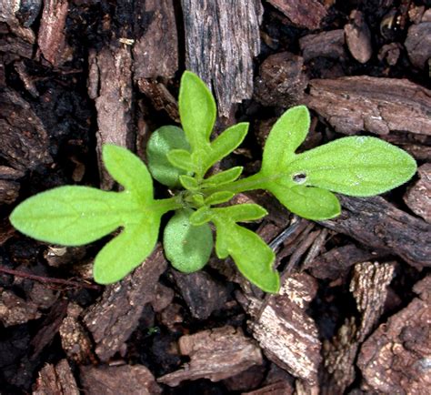 Identifying Ragweed Perennial Ragweed State Prohibited Weeds Weeds