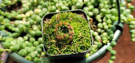 Sempervivum Cluster 2 Inch Pot Rosularia Platyphylla Etsy