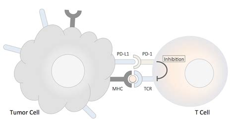 Pd 1 And Pd L1 Inhibitor Market Poised To Register Significant Growth