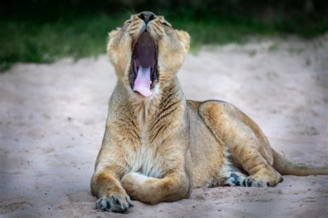 Female Lion Yawns And Shows Her Razor Sharp Teeth Stock Image Image