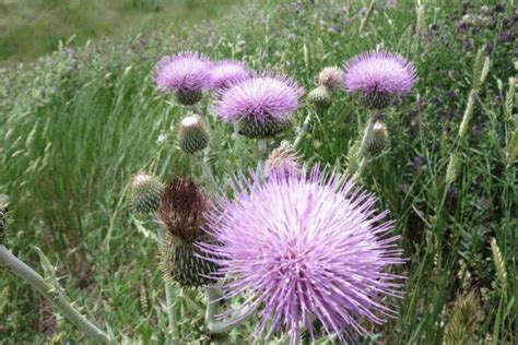 Montana Thistle Guide All You Need To Know Pocket Montana