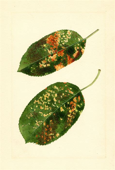 Malus Domestica Gravenstein Artvee