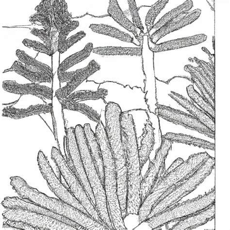 Pinte A Natureza Com Desenhos De Araucárias Para Colorir