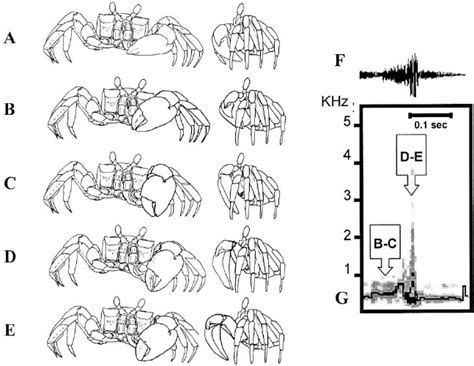 Movement Of The Major Chela During A Stridulation That Includes An
