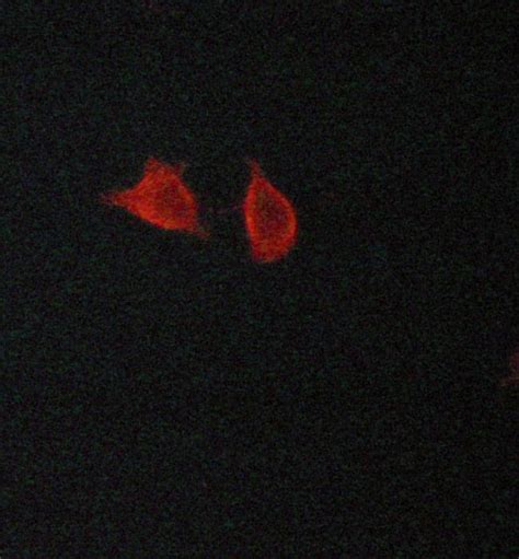 Invitrogen Lc3alc3b Polyclonal Antibody 100 μl Unconjugated