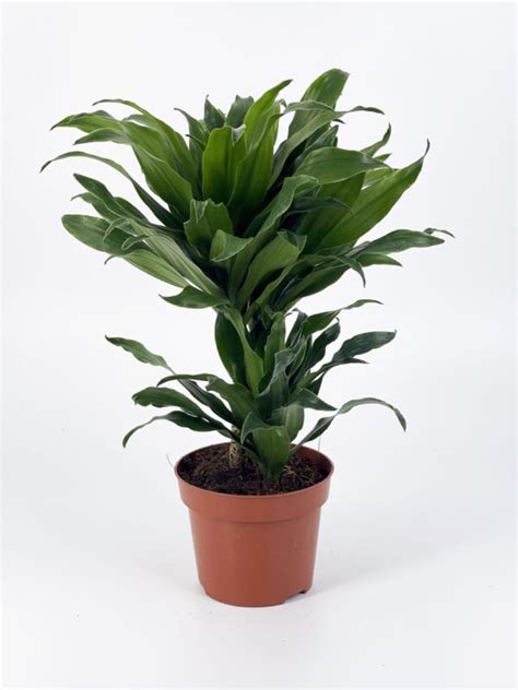 Dracaena Warneckii Jc Compacta Uni Green Inc