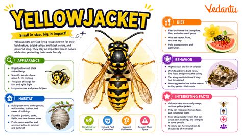 Yellowjacket Facts Behavior And Identification
