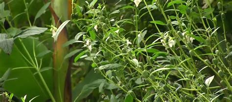 Susam Ezmesi Denizlide Susam Ve Susam Ezmesi Buradan Alınır