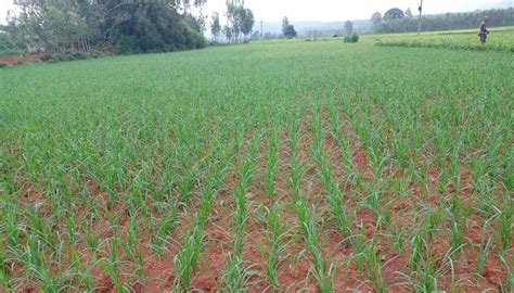 Millet System Definition Simple At Alberto Stark Blog