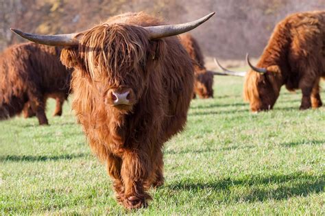 10 000 Free Highland Cattle Cows And Cow Images Pixabay