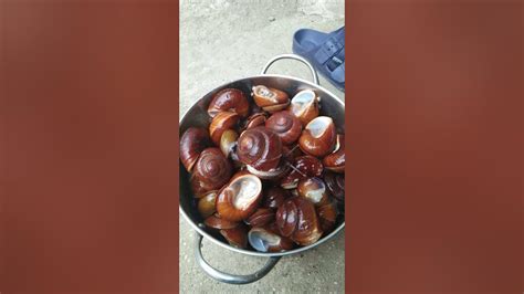 Sneal Or Bayuko Youtube