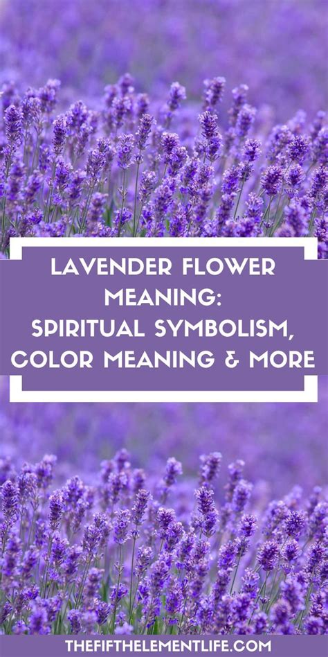 Lavender Flower Meaning The Language Of Tranquility And Grace