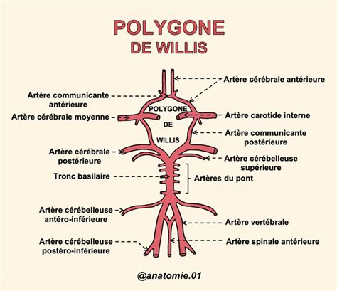 Polygone De Willis Anatomie Anatomie Du Cerveau Anatomie Cadre De Santé