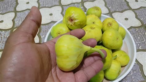 تين سوري ويعرف بتين جاسم توضيح بين الثمره الشتويه والصيفيه تصوير ماجد العلي Youtube