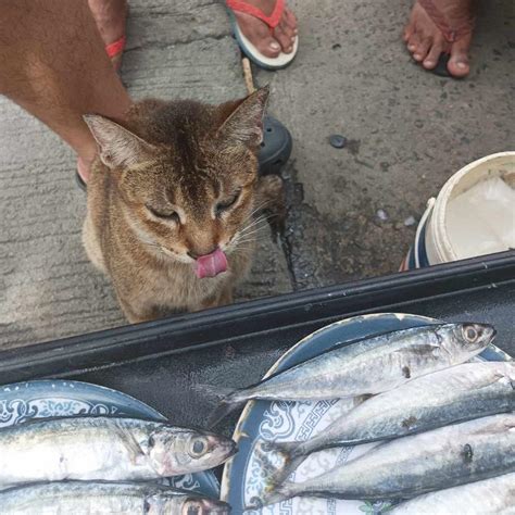 Bro Is Planning Something Devious R Catmemes