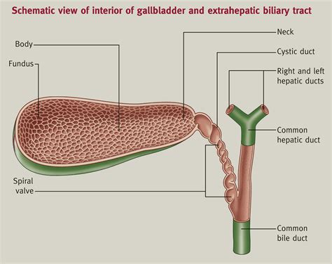 Anatomy Gallbladder Location At Matthew Alvarez Blog