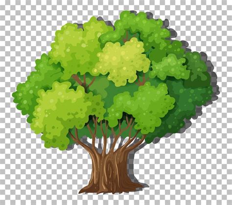 투명 한 배경에 다른 나무의 집합 무료 벡터