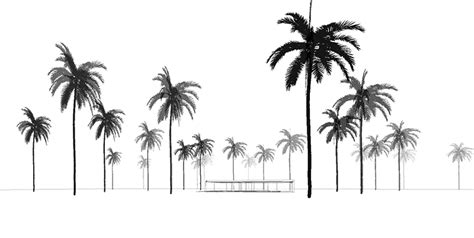 Enhance Your Autodesk Revit Projects With Professional And Realistic Coconut Tree Details Goto