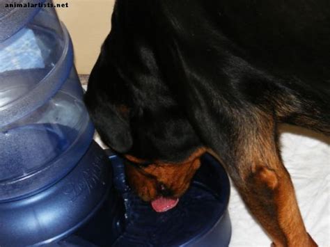 ¿por QuÉ Mi Perro Tiene Tanta Sed ¿quÉ Causa El Aumento Del Consumo De