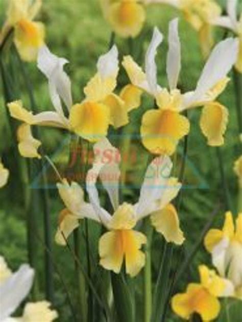 Dutch Iris Montecito 7 Big Jims Garden Centre