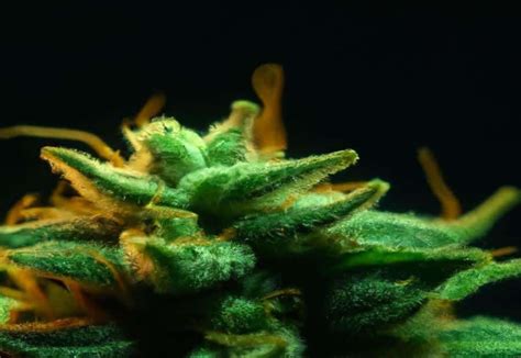 Hindu Kush Strain Review Lets All Grow Cannabis