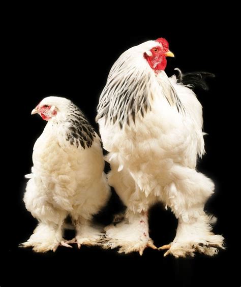 How Long After Mating Does A Hen Lay Fertile Eggs Cackle Hatchery