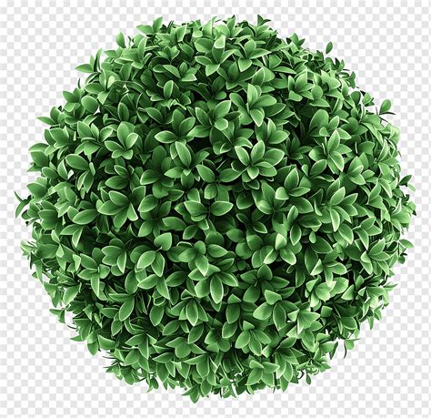Bush Top View Dense Green Foliage Png Pngwing
