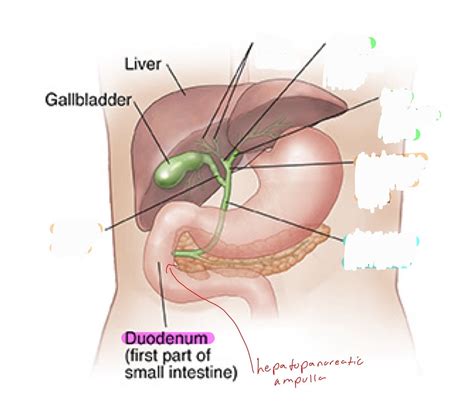 Biliary Apparatus Diagram Quizlet