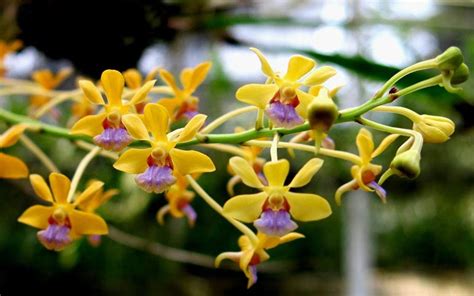 Vanda Testacea The Orchid Species Society Inc