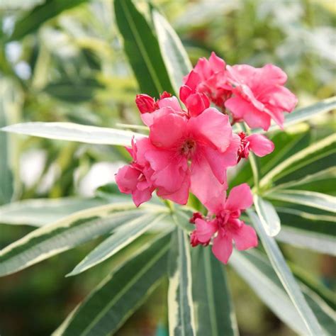 Nerium Oleander Twist Of Pink™ Planst Oleander Garden Center Marketing