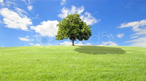 Grass And Sky Backgrounds