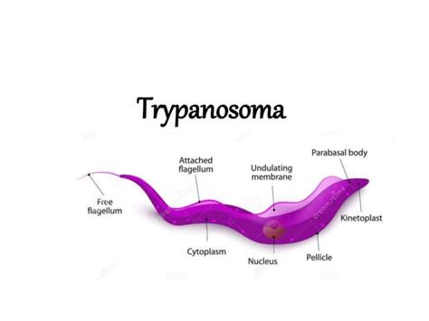 Trypanosoma Ppt