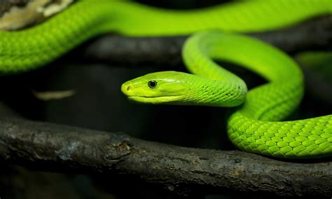 14 Surprising Facts About Black Mamba