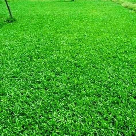 Green Natural Blade Lawn Grass 5 Feet At ₹ 65sq Ft In Kolkata Id